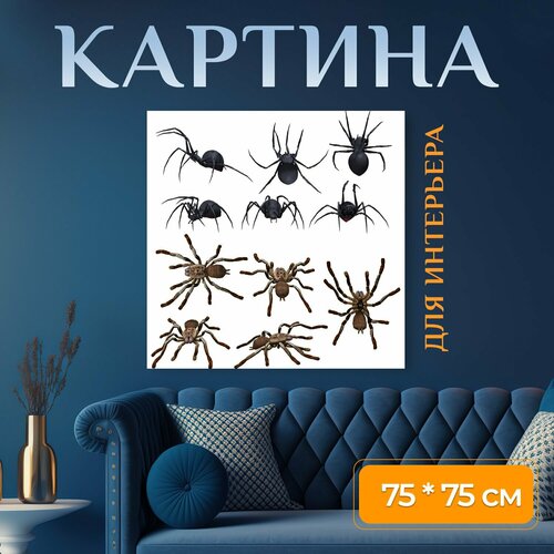 Картина на холсте "Паук, пауки, паукообразный" на подрамнике 75х75 см. для интерьера