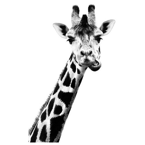 Плакат, постер на холсте удивленный жираф. Черно белый. Жирафик. Жирафа. Размер 21 х 30 см