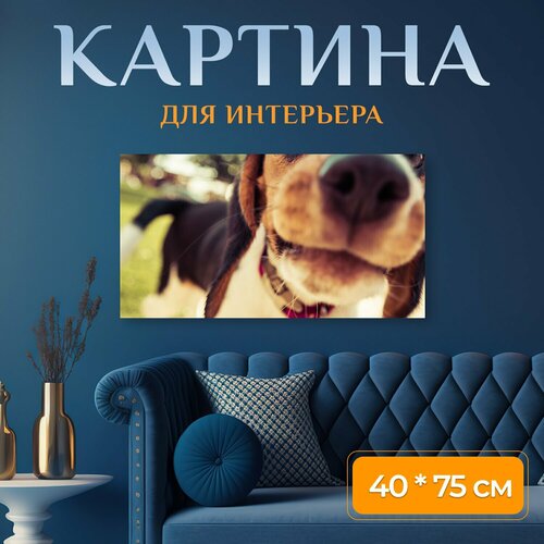 Картина на холсте "Собака, животное, домашний питомец" на подрамнике 75х40 см. для интерьера