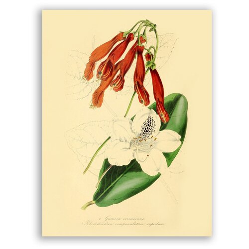 Гравюра Постер на бумаге / Rhododendron Campanulatum Superbum