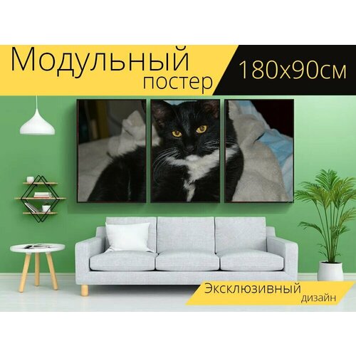 Модульный постер "Гато, кошка, черный кот" 180 x 90 см. для интерьера