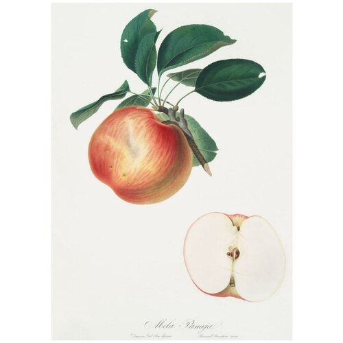 Постер / Плакат / Картина Фрукты - Красное яблоко 60х90 см в подарочном тубусе