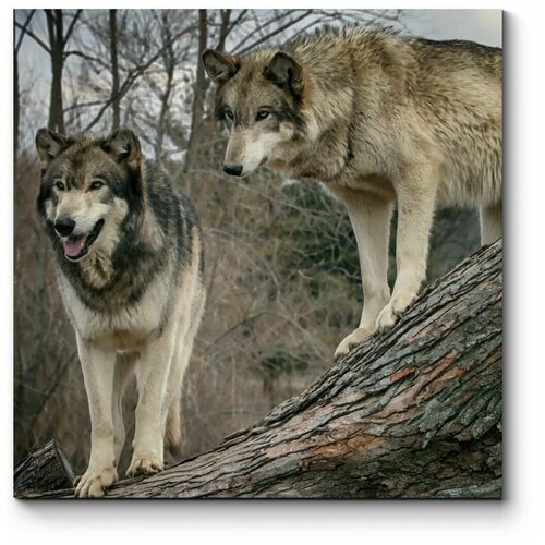 Модульная картина Волки в осеннем лесу 30x30