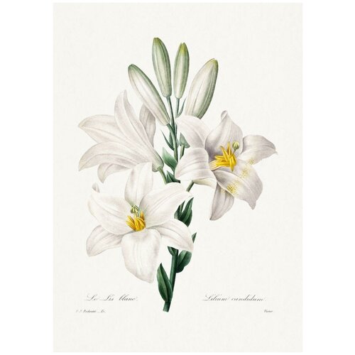 Постер / Плакат / Картина Дикие цветы - Лилия Мадонна 40х50 см в подарочном тубусе