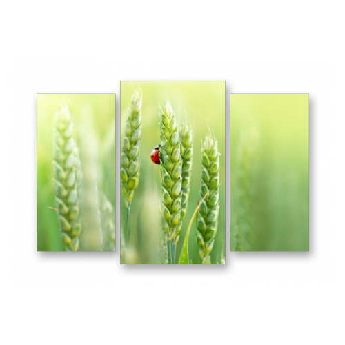 Модульная картина на стекле | Diva Kartina | Природа. Зеленая пшеница | 100X70 см