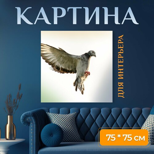 Картина на холсте "Домашних голубей, рейс, крылья" на подрамнике 75х75 см. для интерьера
