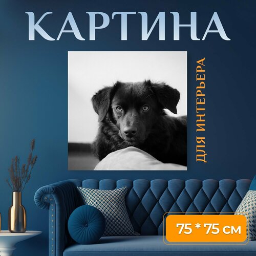 Картина на холсте "Собака, лабрадор, щенок" на подрамнике 75х75 см. для интерьера