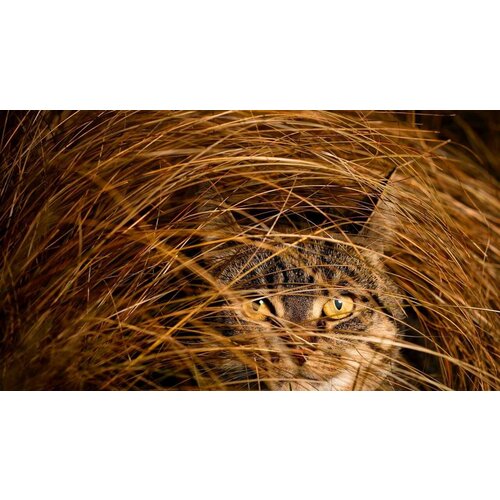 Картина на холсте 60x110 LinxOne "Глаза мордочка кот трава" интерьерная для дома / на стену / на кухню / с подрамником