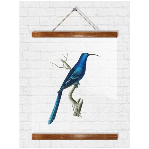 Постер / Плакат / Картина Прозрачный постер - Ярко-синяя птица с длинным хвостом 40x50
