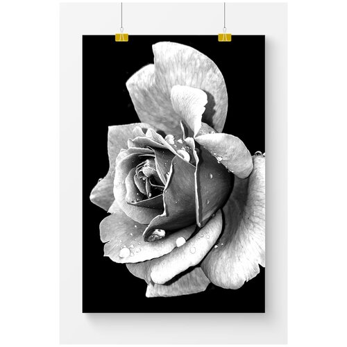 Постер на стену для интерьера Postermarkt Черно белая роза, размер 40х50 см, постеры картины для интерьера в тубусе