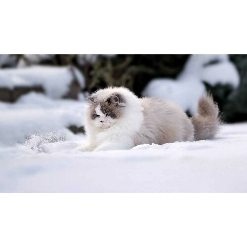 Картина на холсте 60x110 LinxOne "Снег зима кошка пушистая рэгдолл" интерьерная для дома / на стену / на кухню / с подрамником