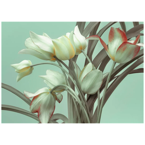 Постер / Плакат / Картина Белые тюльпаны 50х70 см в подарочном тубусе