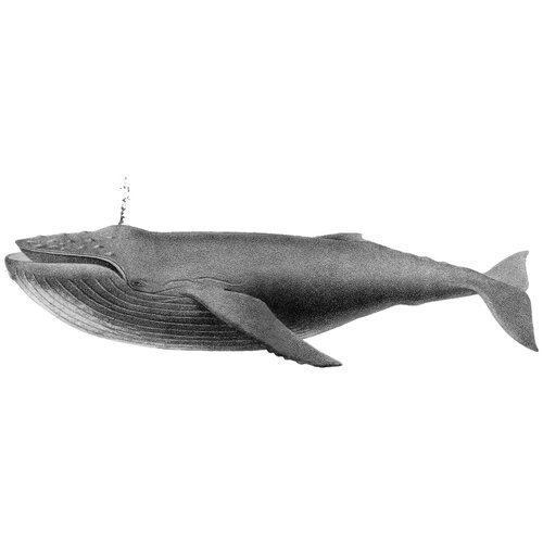 Постер / Плакат / Картина Горбатый кит 40х50 см в подарочном тубусе