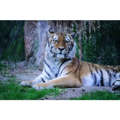 Тигр, животные картина постер 20 на 30 см, шнур-подвес в подарок