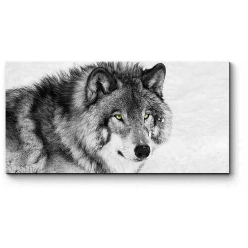 Модульная картина Черно-белый портрет волка 200x100