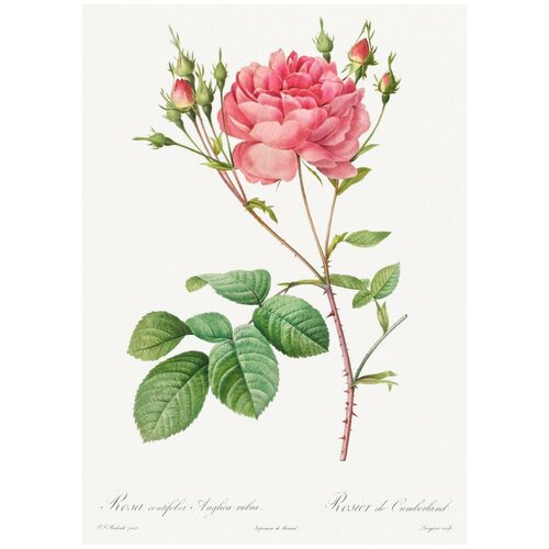 Постер / Плакат / Картина Дикие цветы - Английская роза 50х70 см в подарочном тубусе