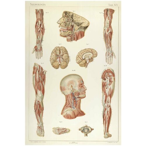 Постер / Плакат / Картина Анатомия - Строение сухожилий и связок человека 90х120 см в подарочном тубусе