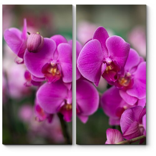 Модульная картина Прекрасные и нежные орхидеи 50x50