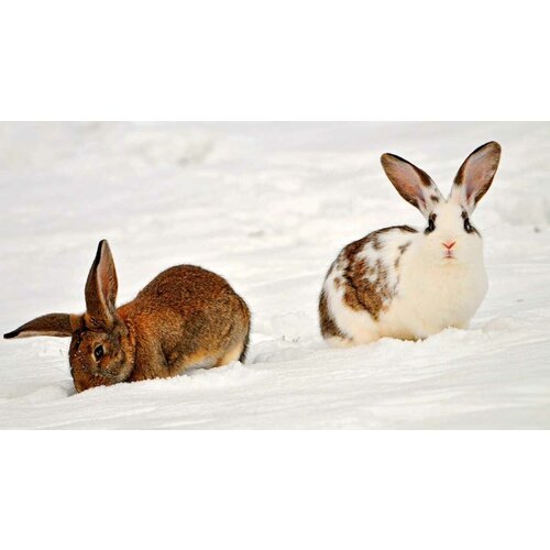 Картина на холсте 60x110 LinxOne "Кролики снег зима" интерьерная для дома / на стену / на кухню / с подрамником