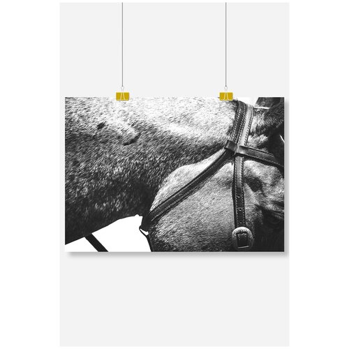 Постер на стену для интерьера Postermarkt Голова лошади, размер 50х70 см, постеры картины для интерьера в тубусе