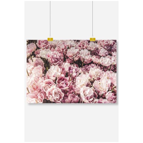 Постер на стену для интерьера Postermarkt Розовые цветы, размер 70х100 см, постеры картины для интерьера в тубусе