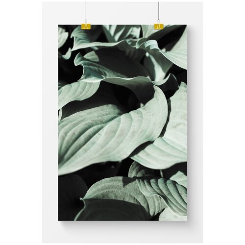 Постер на стену для интерьера Postermarkt Растение №1, размер 70х100 см, постеры картины для интерьера в тубусе