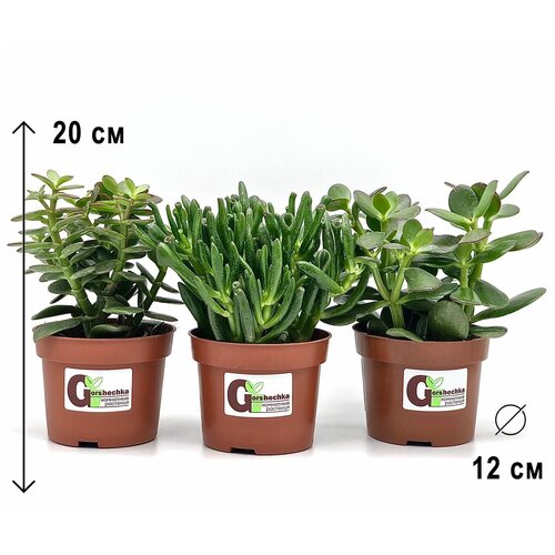 Набор 3 растения (d12): Минор, Хоббит, Овата, высота 15-20см