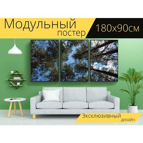 Модульный постер "Сосновый бор, сосновый лес, вид снизу" 180 x 90 см. для интерьера