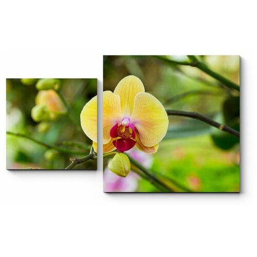 Модульная картина Тропическая орхидея, цветущая в летнем саду 120x72