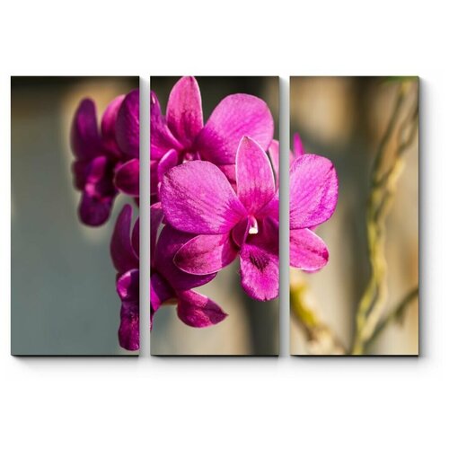 Модульная картина Королева цветов - прекрасная орхидея 180x129