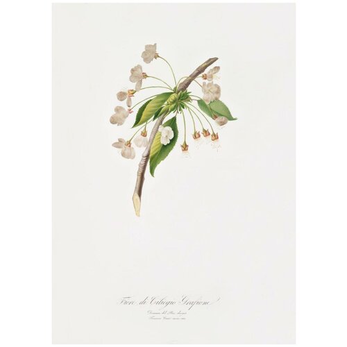 Постер / Плакат / Картина Дикие цветы - Цветок алычи 50х70 см в подарочном тубусе