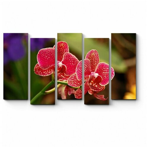Модульная картина Невероятно красивая тропическая орхидея 180x104