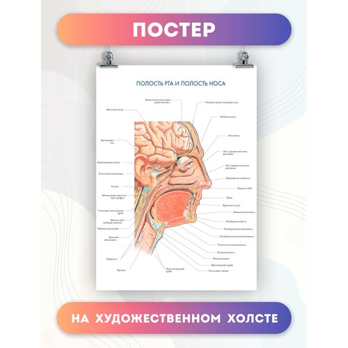 Постер на холсте анатомия полости рта и носа биология больница 60х80 см