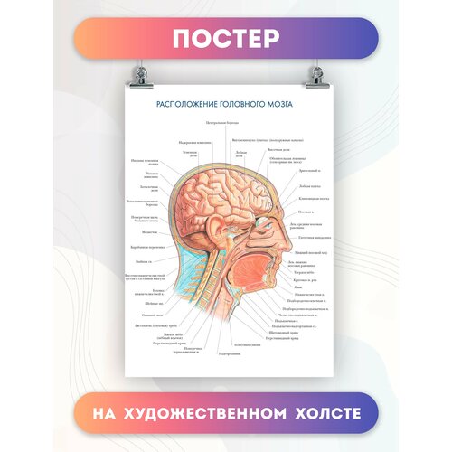 Постер на холсте анатомия расположение головного мозга биология 50х70 см
