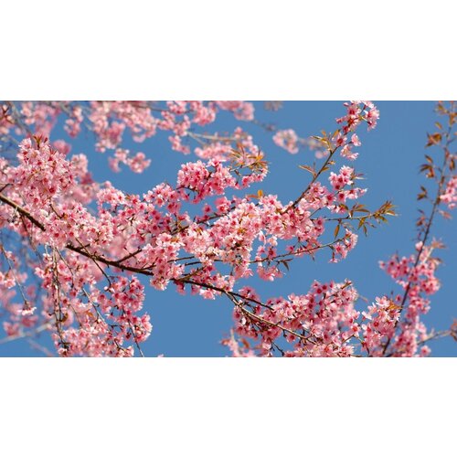 Картина на холсте 60x110 LinxOne "Небо ветки pink цветение" интерьерная для дома / на стену / на кухню / с подрамником