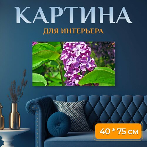 Картина на холсте "Сирень, цветы, весна" на подрамнике 75х40 см. для интерьера