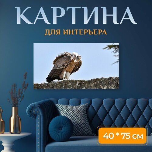 Картина на холсте "Белоголовый сип, птица, хищник" на подрамнике 75х40 см. для интерьера