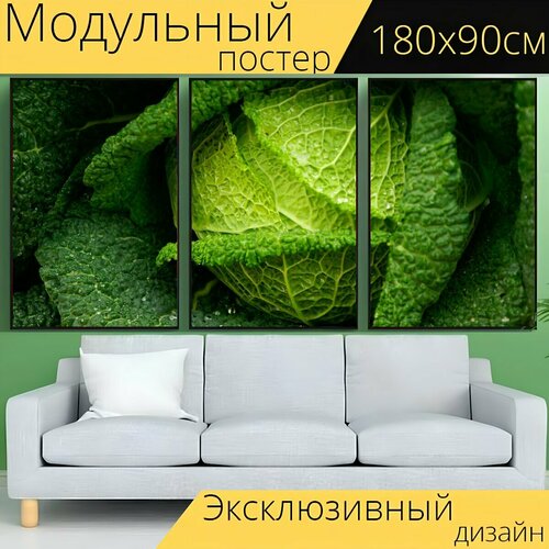 Модульный постер "Капуста, зеленый овощ, свежесть" 180 x 90 см. для интерьера