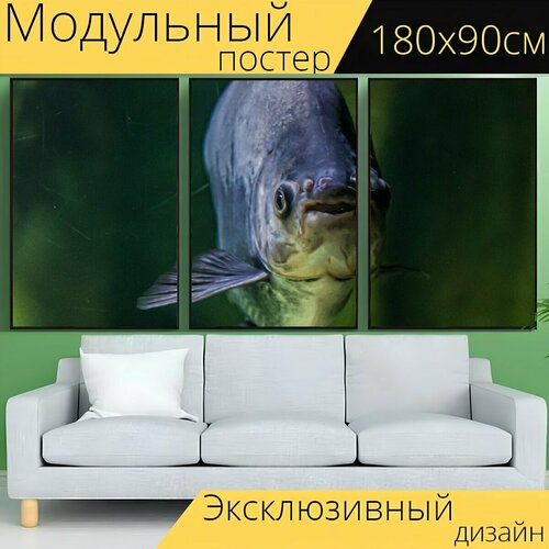 Модульный постер "Рыбы, пиранья, опасных" 180 x 90 см. для интерьера