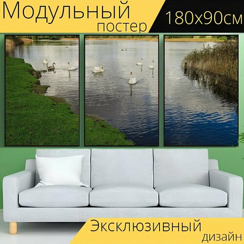 Модульный постер "Лебеди, озеро, вода" 180 x 90 см. для интерьера