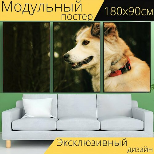 Модульный постер "Собака, дружба, животное" 180 x 90 см. для интерьера