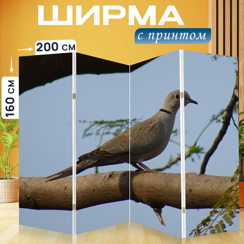 Ширма перегородка с принтом "Птица, голубь, евразийский голубь" на холсте - 200x160 см. для зонирования, раскладная