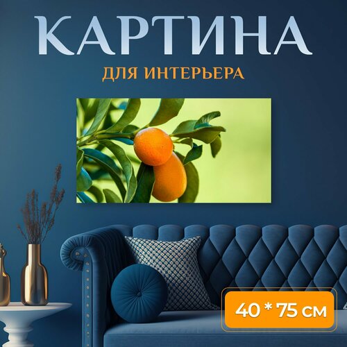 Картина на холсте "Кумкват, фрукты, здоровый" на подрамнике 75х40 см. для интерьера