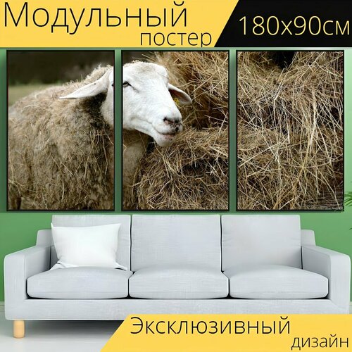 Модульный постер "Овец, сельскохозяйственное животное, сено" 180 x 90 см. для интерьера