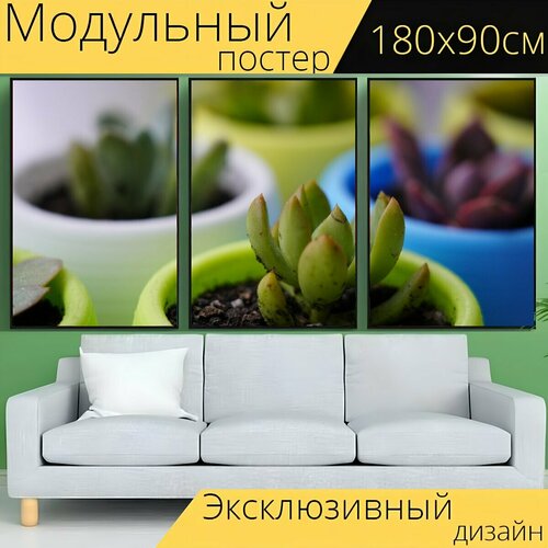 Модульный постер "Суккулентные растения, завод, горшечная" 180 x 90 см. для интерьера