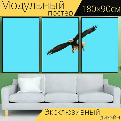 Модульный постер "Птица, белоголовый орлан, хищные птицы" 180 x 90 см. для интерьера