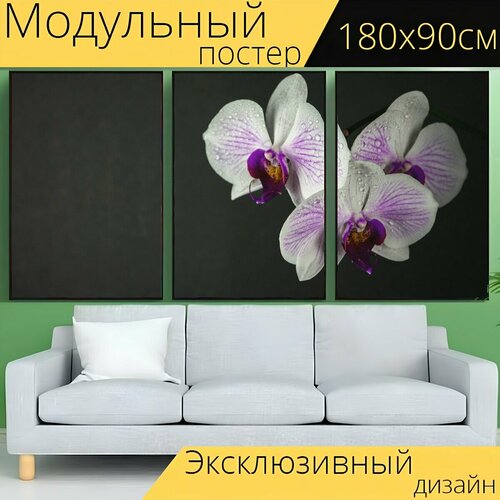 Модульный постер "Цветок, орхидея, блум" 180 x 90 см. для интерьера