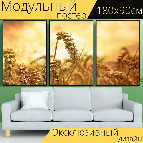 Модульный постер "Пшеница, пшеничный колос, зерно" 180 x 90 см. для интерьера
