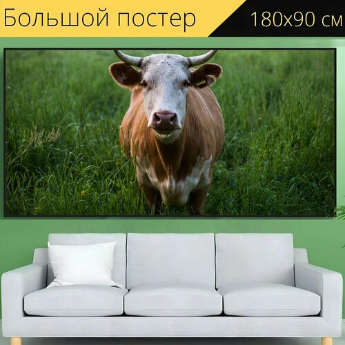 Большой постер "Корова, рога, крупный рогатый скот" 180 x 90 см. для интерьера