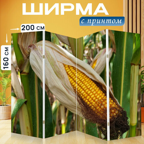 Ширма перегородка с принтом "Кукуруза, кукурузное поле, кукуруза в початках" на холсте - 200x160 см. для зонирования, раскладная